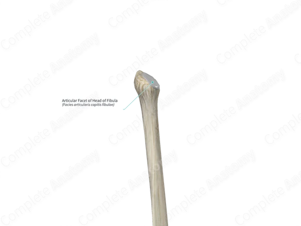 Articular Facet of Head of Fibula | Complete Anatomy