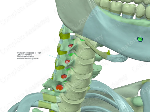 Transverse Process of Fifth Cervical Vertebra (Right) | Complete Anatomy