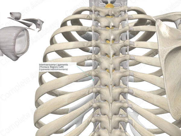 Intertransverse Ligaments (Thoracic Region; Left) | Complete Anatomy