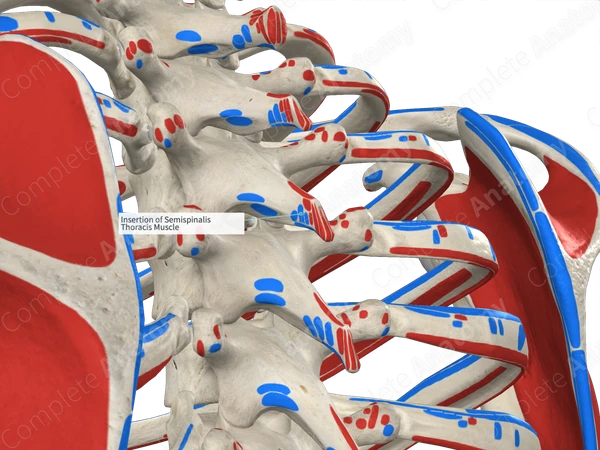 Insertion of Semispinalis Thoracis Muscle | Complete Anatomy