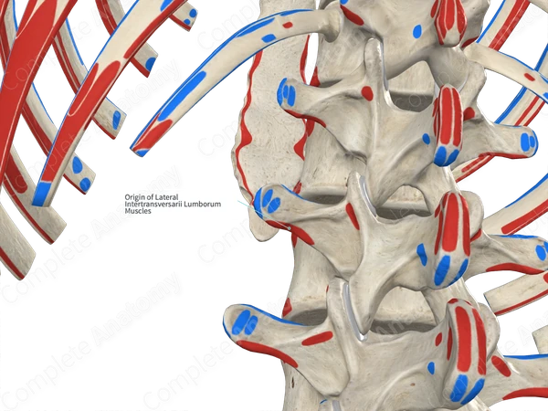 Origin of Lateral Intertransversarii Lumborum Muscles | Complete Anatomy