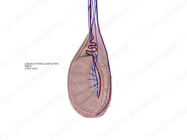 Lobules of Testis (Lateral Part; Left) | Complete Anatomy
