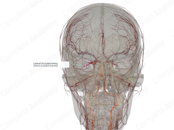 Lateral Occipital Artery (Left) | Complete Anatomy