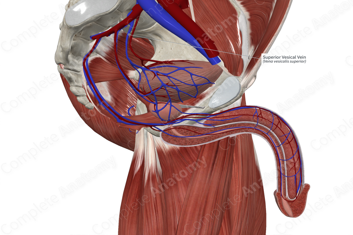 Superior Vesical Vein Complete Anatomy