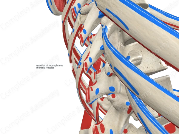 Insertion of Interspinales Thoracis Muscles | Complete Anatomy
