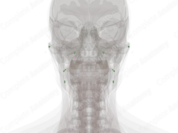 Facial Nodes | Complete Anatomy