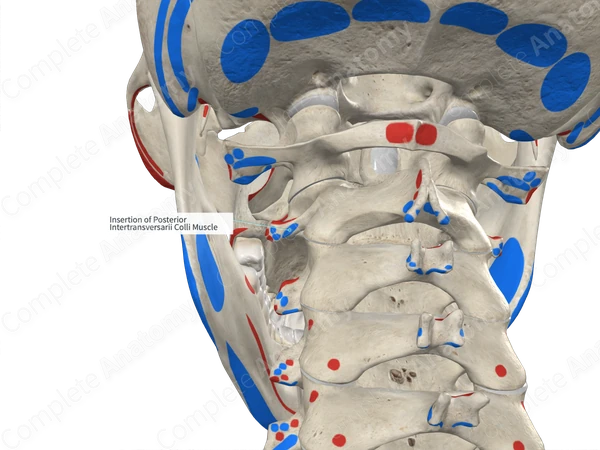 Insertion of Posterior Intertransversarii Colli Muscle | Complete Anatomy