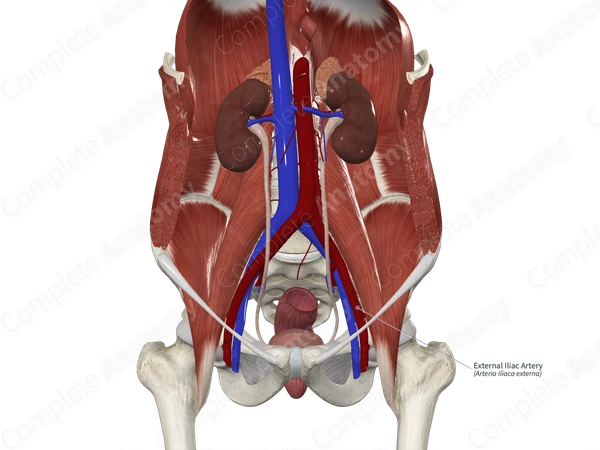External Iliac Artery | Complete Anatomy