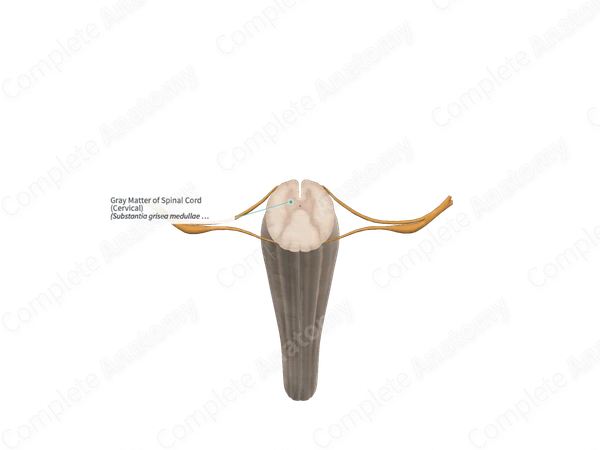 Gray Matter of Spinal Cord (Cervical) | Complete Anatomy
