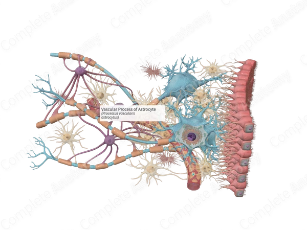 Vascular Process of Astrocyte | Complete Anatomy
