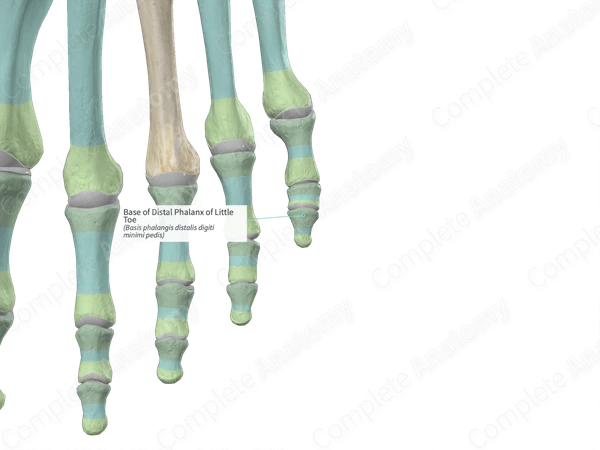 Base of Distal Phalanx of Little Toe | Complete Anatomy