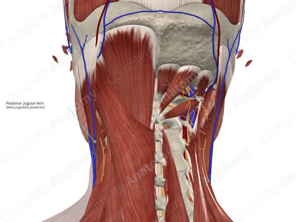 Posterior Jugular Vein | Complete Anatomy