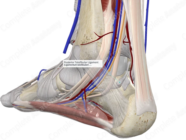 Posterior Talofibular Ligament | Complete Anatomy