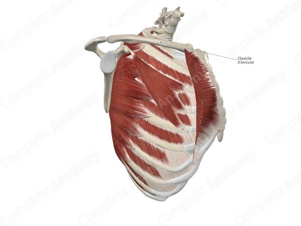 Clavicle Anatomy And Clinical Notes Kenhub Cuneiform Bones: Anatomy
