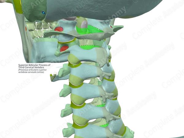 Superior Articular Process of Third Cervical Vertebra (Left) | Complete ...
