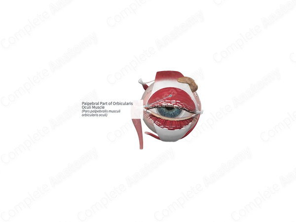 Palpebral Part of Orbicularis Oculi Muscle | Complete Anatomy