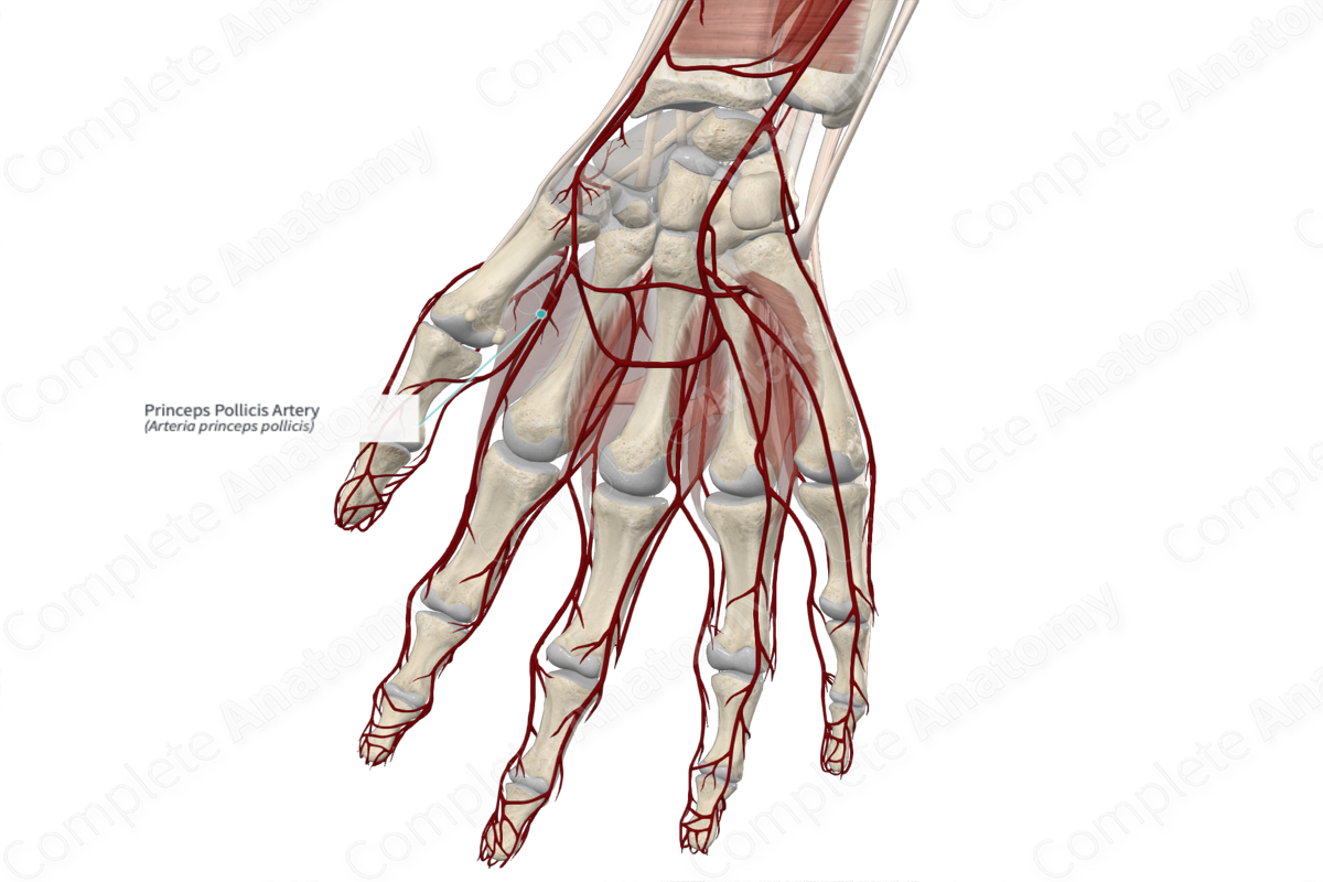 Princeps Pollicis Artery Complete Anatomy