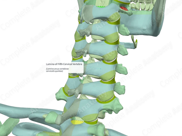 Lamina of Fifth Cervical Vertebra (Left) | Complete Anatomy