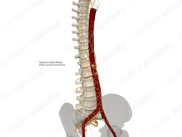 Thoracic Plexus