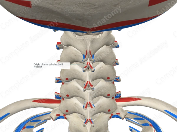 Origin of Interspinales Colli Muscles | Complete Anatomy
