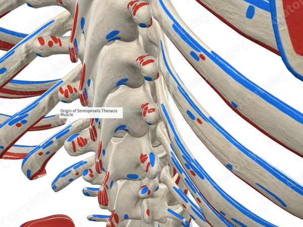 Origin of Semispinalis Thoracis Muscle | Complete Anatomy