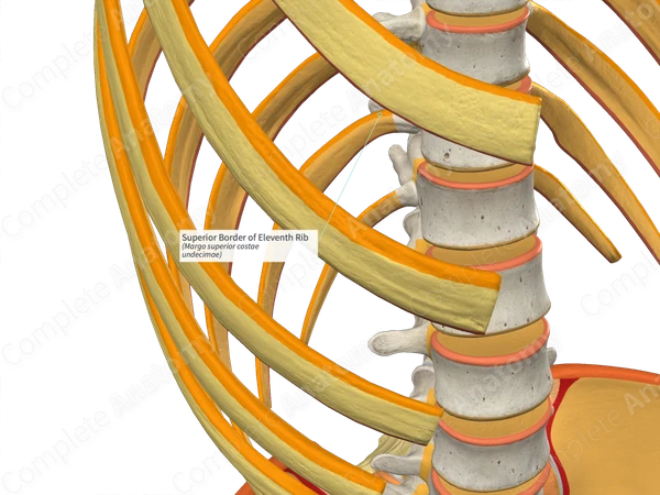 Superior Border of Eleventh Rib | Complete Anatomy