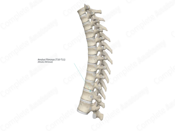 Anulus Fibrosus (T10-T11) | Complete Anatomy
