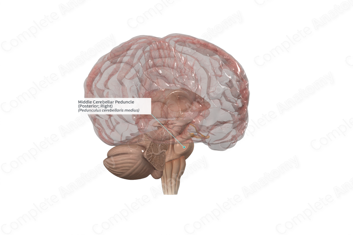 Middle Cerebellar Peduncle (Posterior; Right) | Complete Anatomy Middle Cerebellar Peduncle (Posterior; Right) | Complete Anatomy