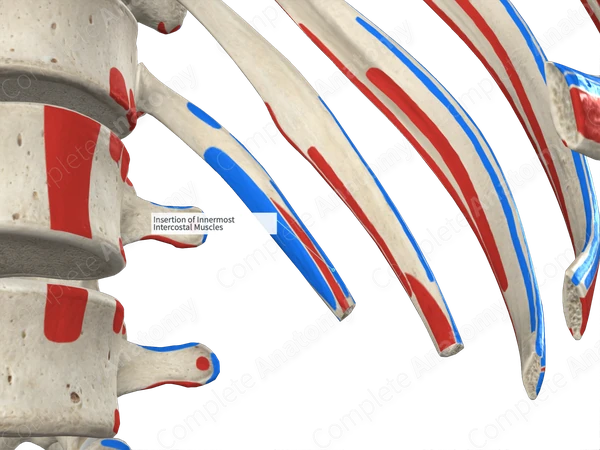 Insertion of Innermost Intercostal Muscles | Complete Anatomy