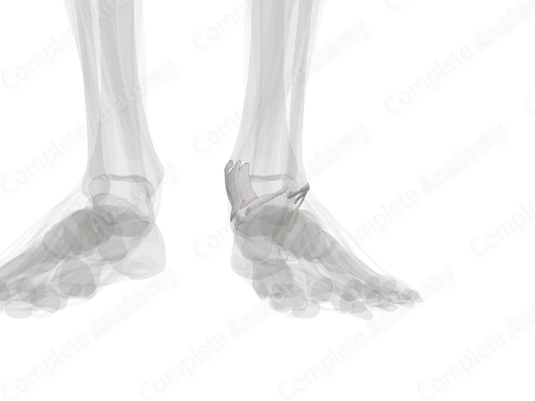 Ankle Joint (Left) | Complete Anatomy