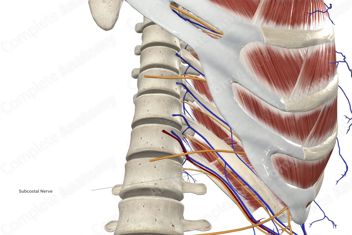 Subcostal Nerve | Complete Anatomy