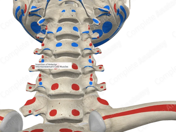 Insertion of Anterior Intertransversarii Colli Muscles | Complete Anatomy