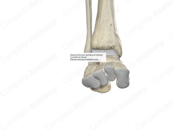 Distal Articular Surface of Medial Cuneiform Bone | Complete Anatomy