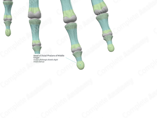 Head of Distal Phalanx of Middle Finger | Complete Anatomy