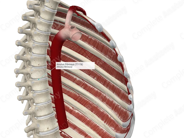 Anulus Fibrosus (T7-T8) | Complete Anatomy
