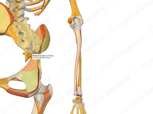 Medial Surface of Ulna | Complete Anatomy