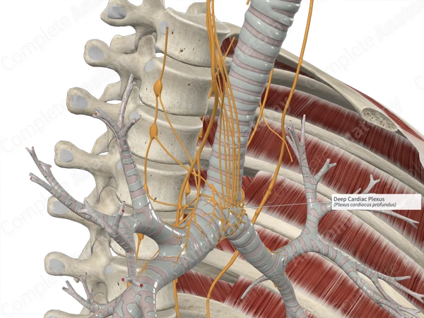 Superficial Cardiac Plexus Is Formed By