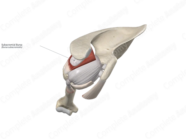Subacromial Bursa | Complete Anatomy