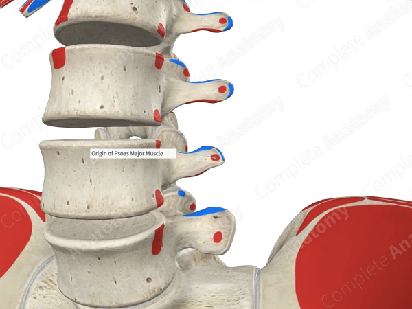 Origin of Psoas Major Muscle | Complete Anatomy