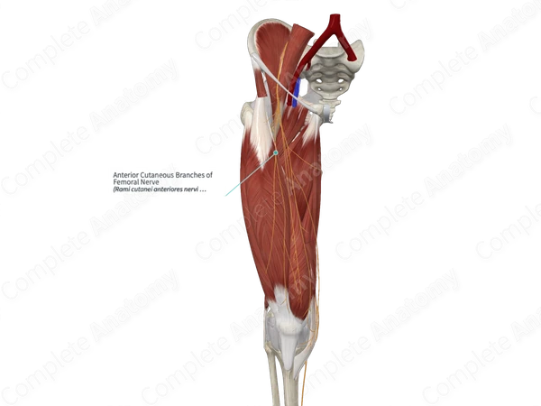 Anterior Cutaneous Branches of Femoral Nerve | Complete Anatomy
