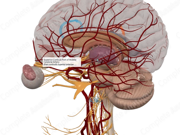 Middle Cerebral Artery Superior Division