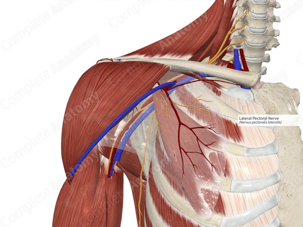 Lateral Pectoral Nerve | Complete Anatomy