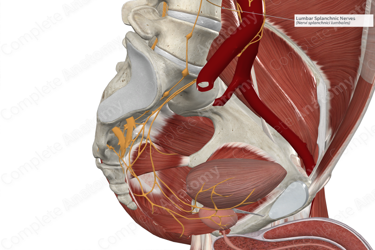 Lumbar Splanchnic Nerves Complete Anatomy