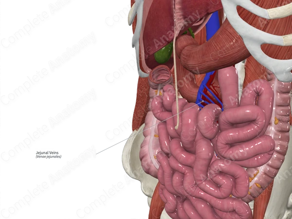 Jejunal