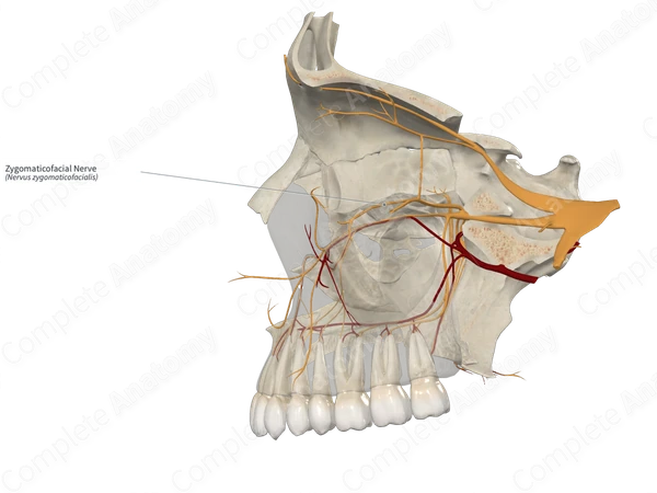Zygomaticofacial Nerve | Complete Anatomy