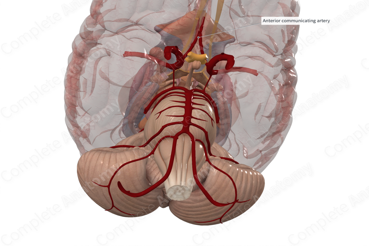 Anterior Communicating Artery Complete Anatomy