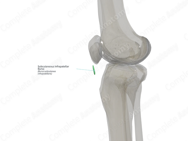 Subcutaneous Infrapatellar Bursa (Right) | Complete Anatomy