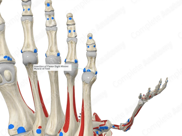 Insertion of Flexor Digiti Minimi Muscle of Foot | Complete Anatomy