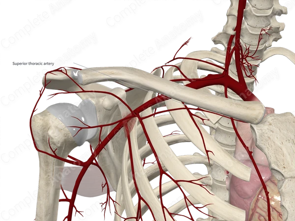Superior Thoracic Artery Cadaver