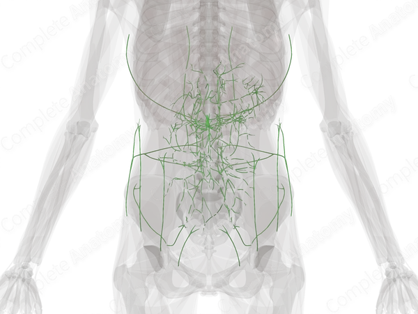 Abdominal Lymph Vessels | Complete Anatomy
